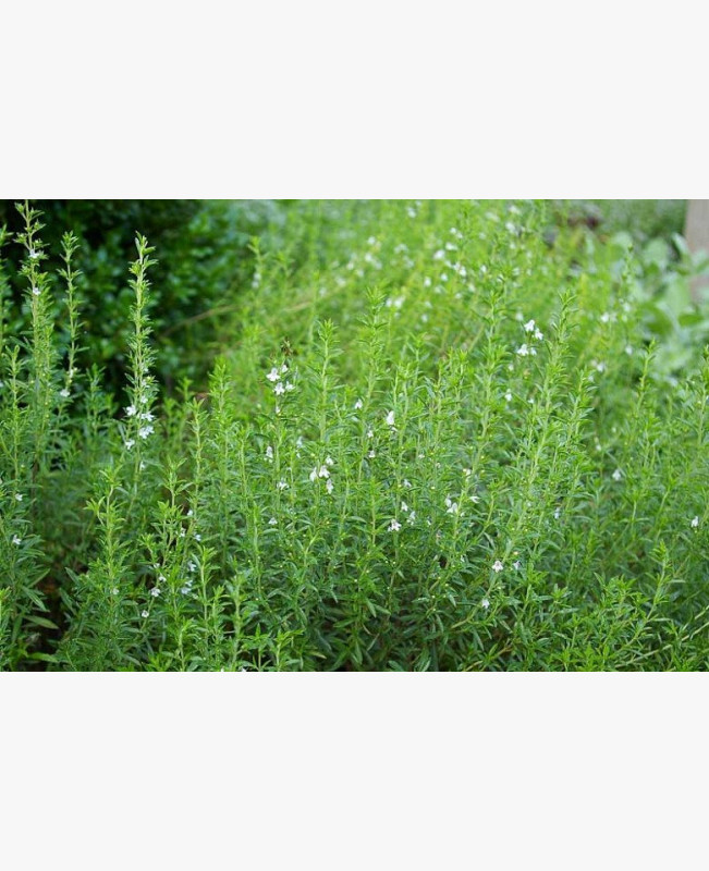 Borsfű (Csombor) Borsfű, Borsikafű