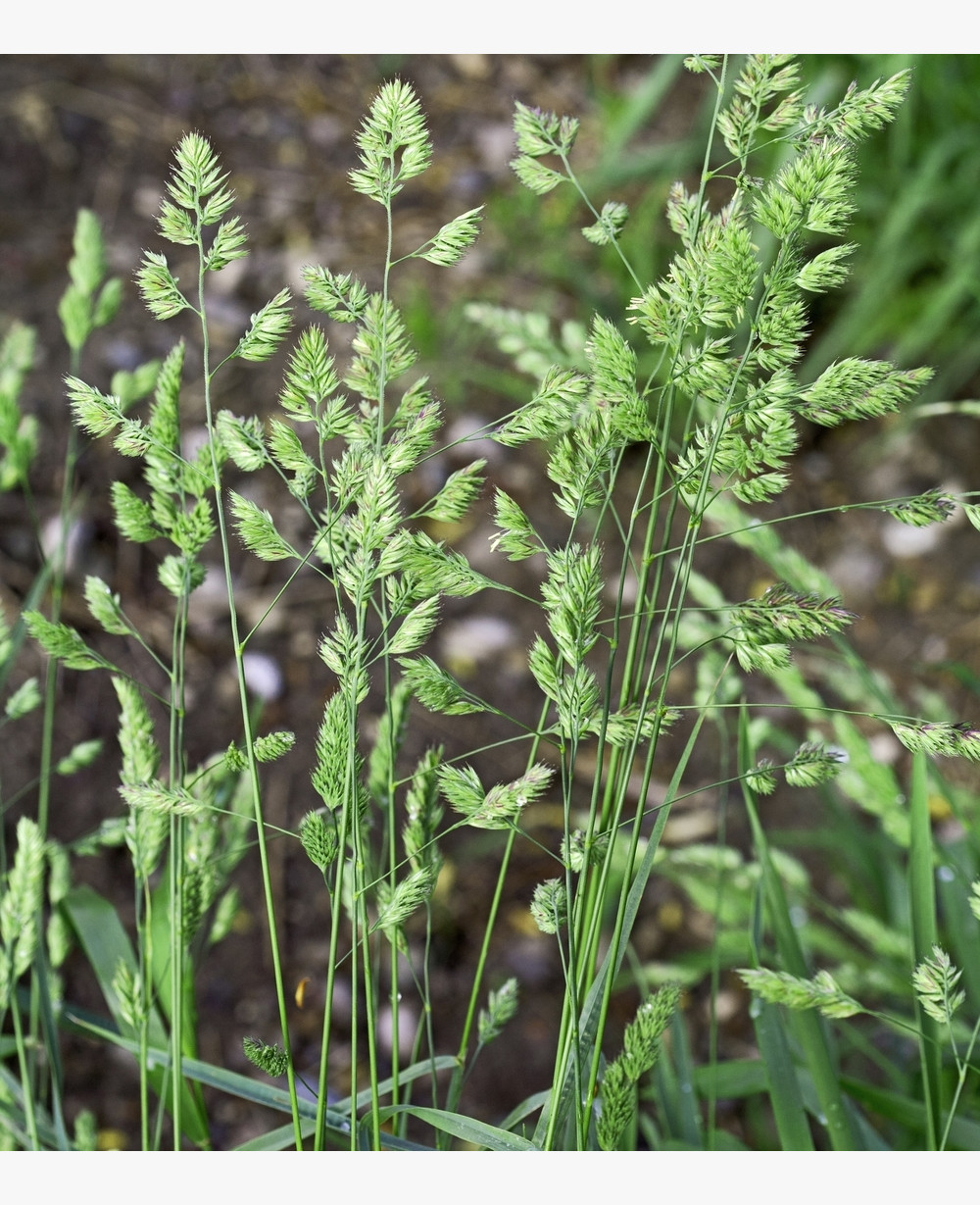 Csomós ebír, Őshonos