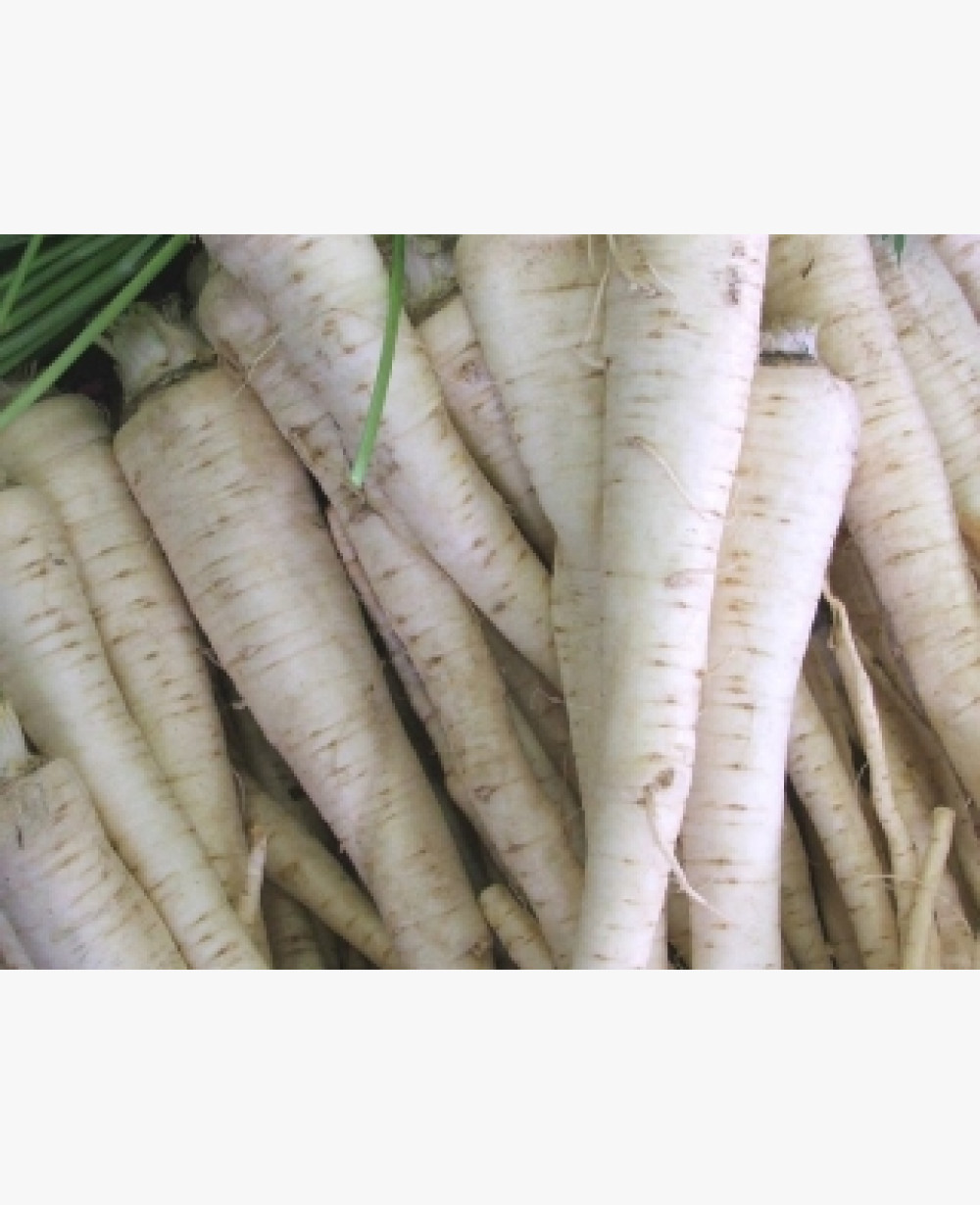 PETREZSELYEM, makói hosszú