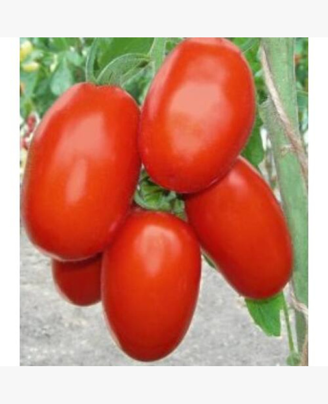 Paradicsom Torquay F1
