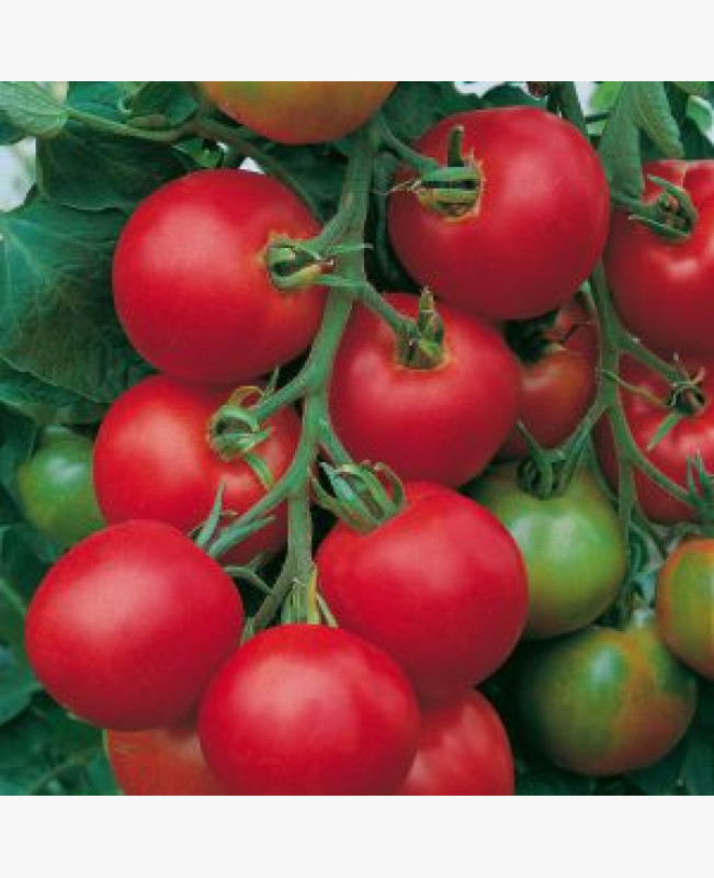 Paradicsom Tolstoi F1